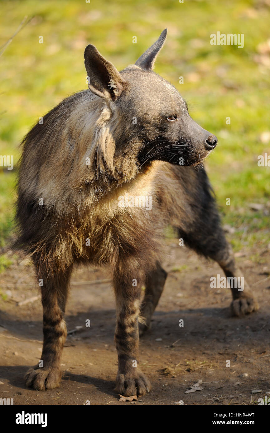 Hyena standing hi-res stock photography and images - Alamy