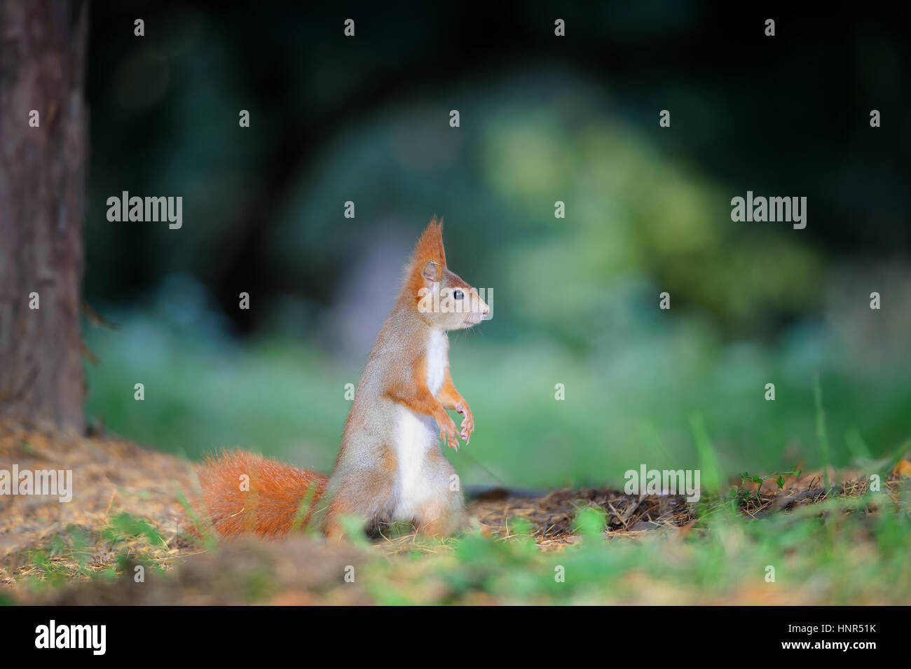 Curious cute red squirrel standing in autumn forest ground and looking ...