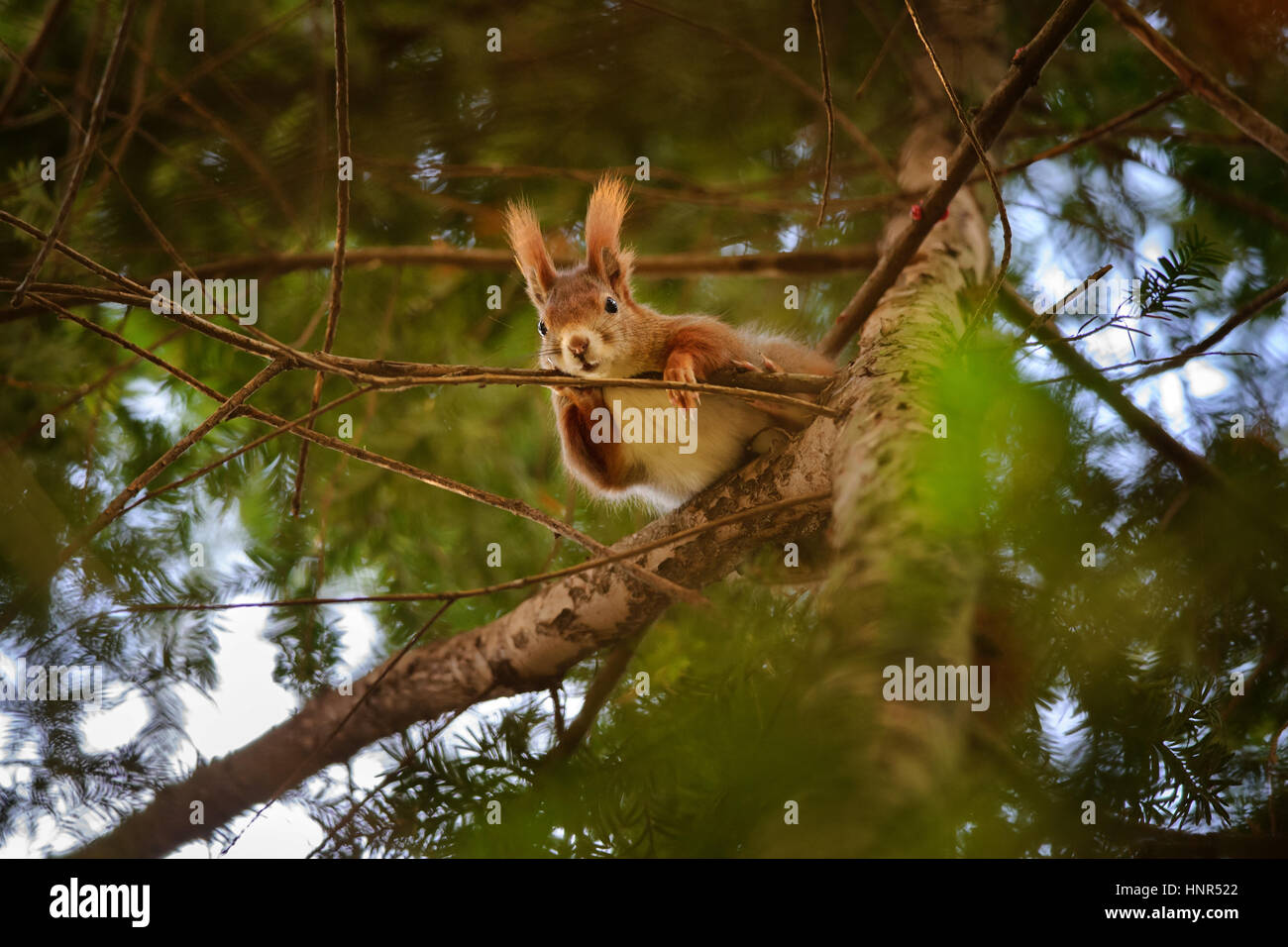 Cute red squirrel hidden in branches on coniferous tree looking ...