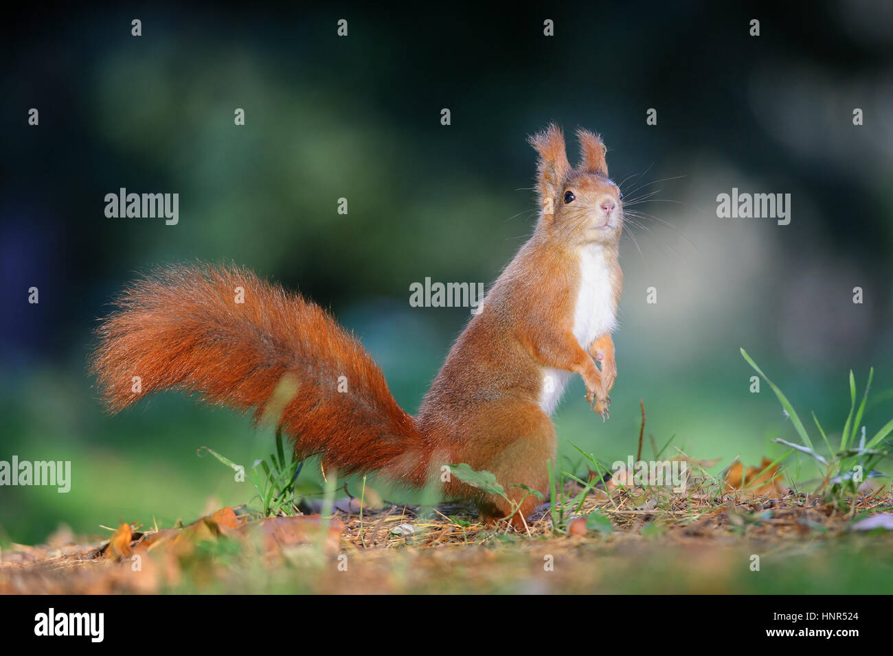 Curious cute red squirrel standing in autumn forest ground and looking ...