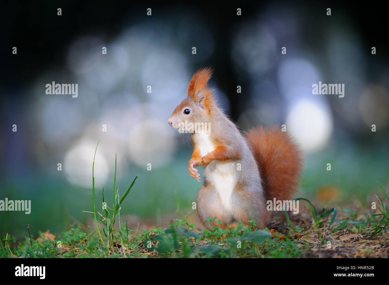Curious cute red squirrel standing in autumn forest ground and looking ...