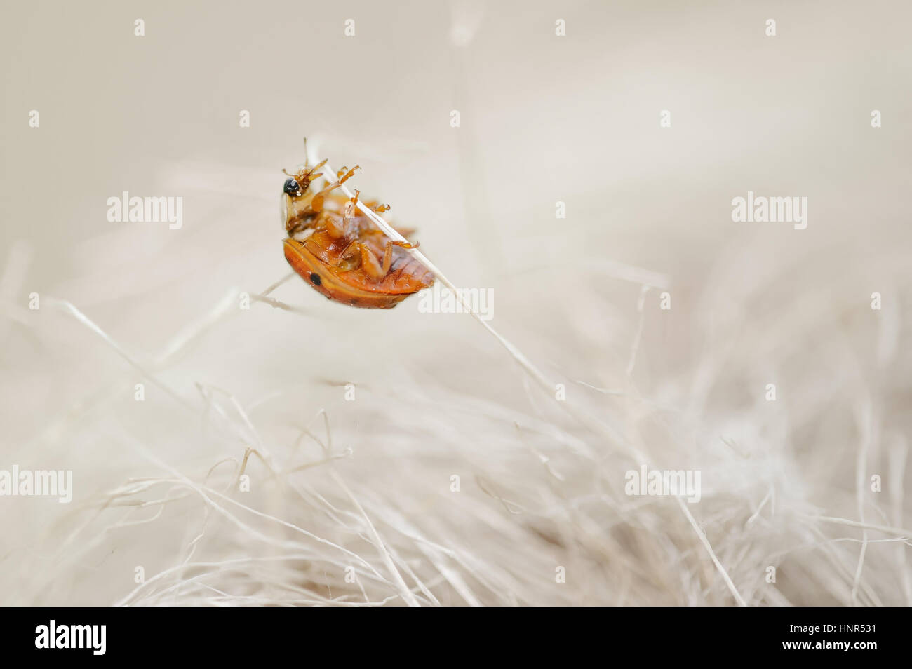 Ladybug looking like a monster from horror. Scary bug climbing on beige ...