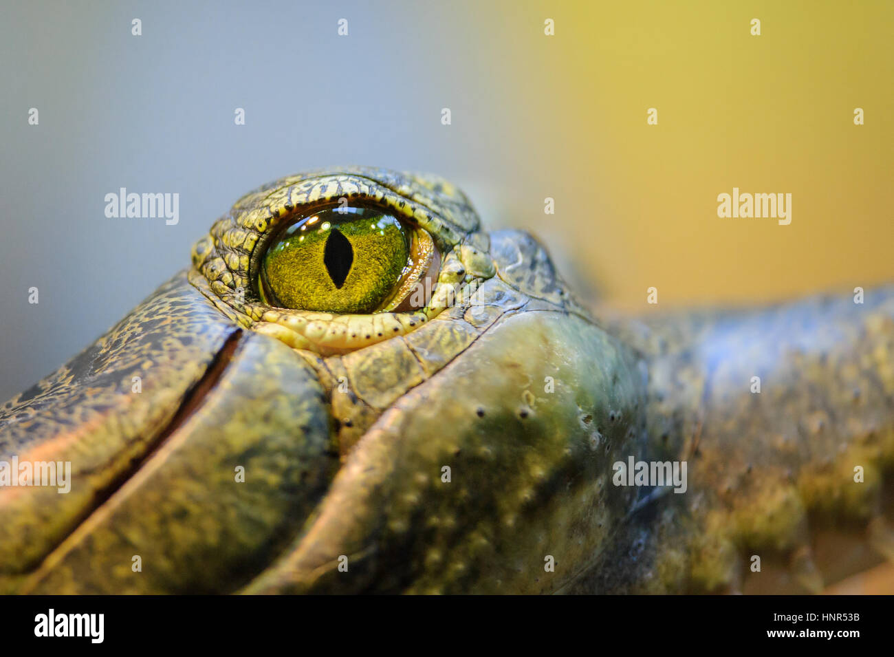 Indian gavial hi-res stock photography and images - Alamy