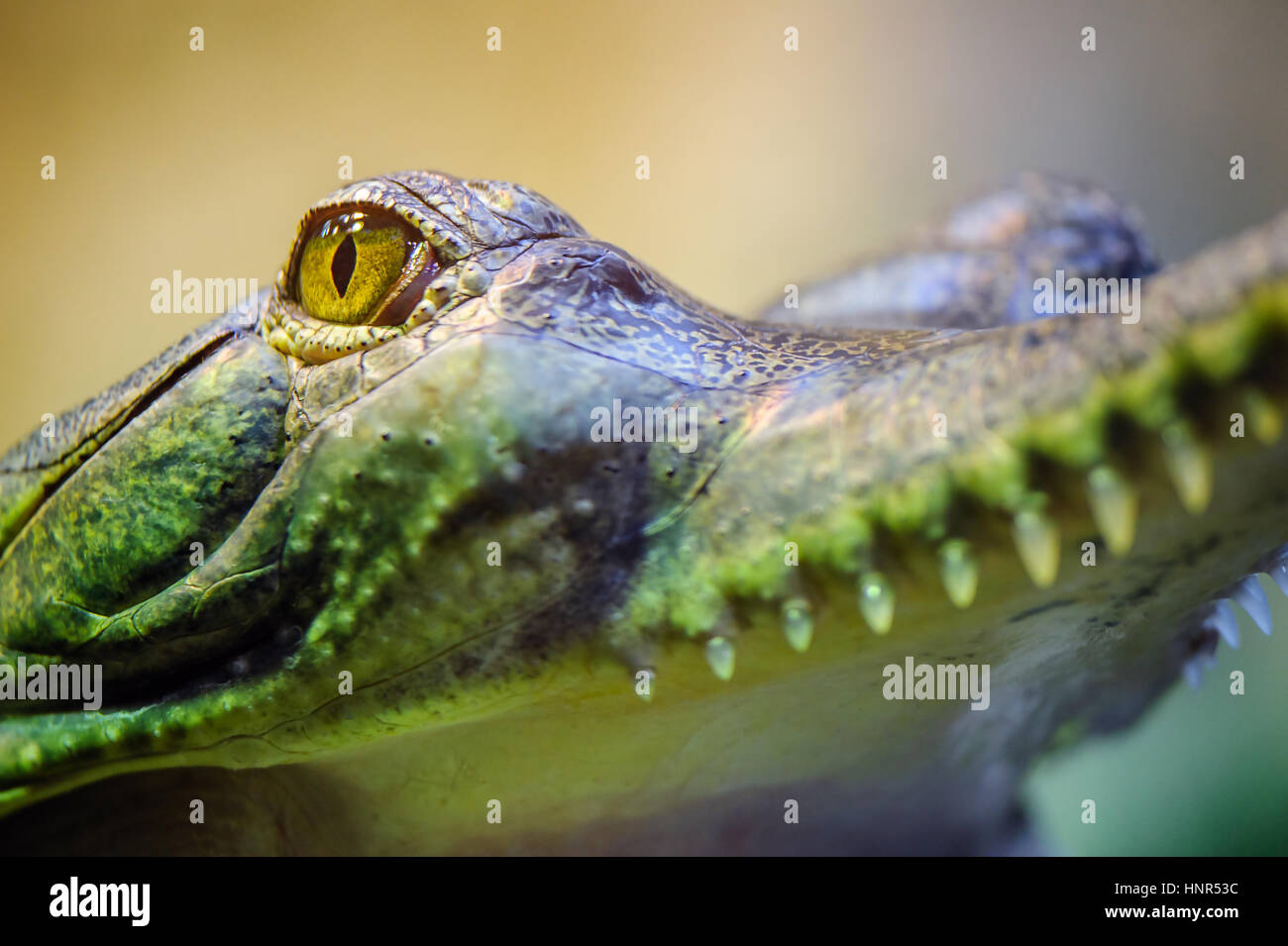 Gharial head detail hi-res stock photography and images - Alamy