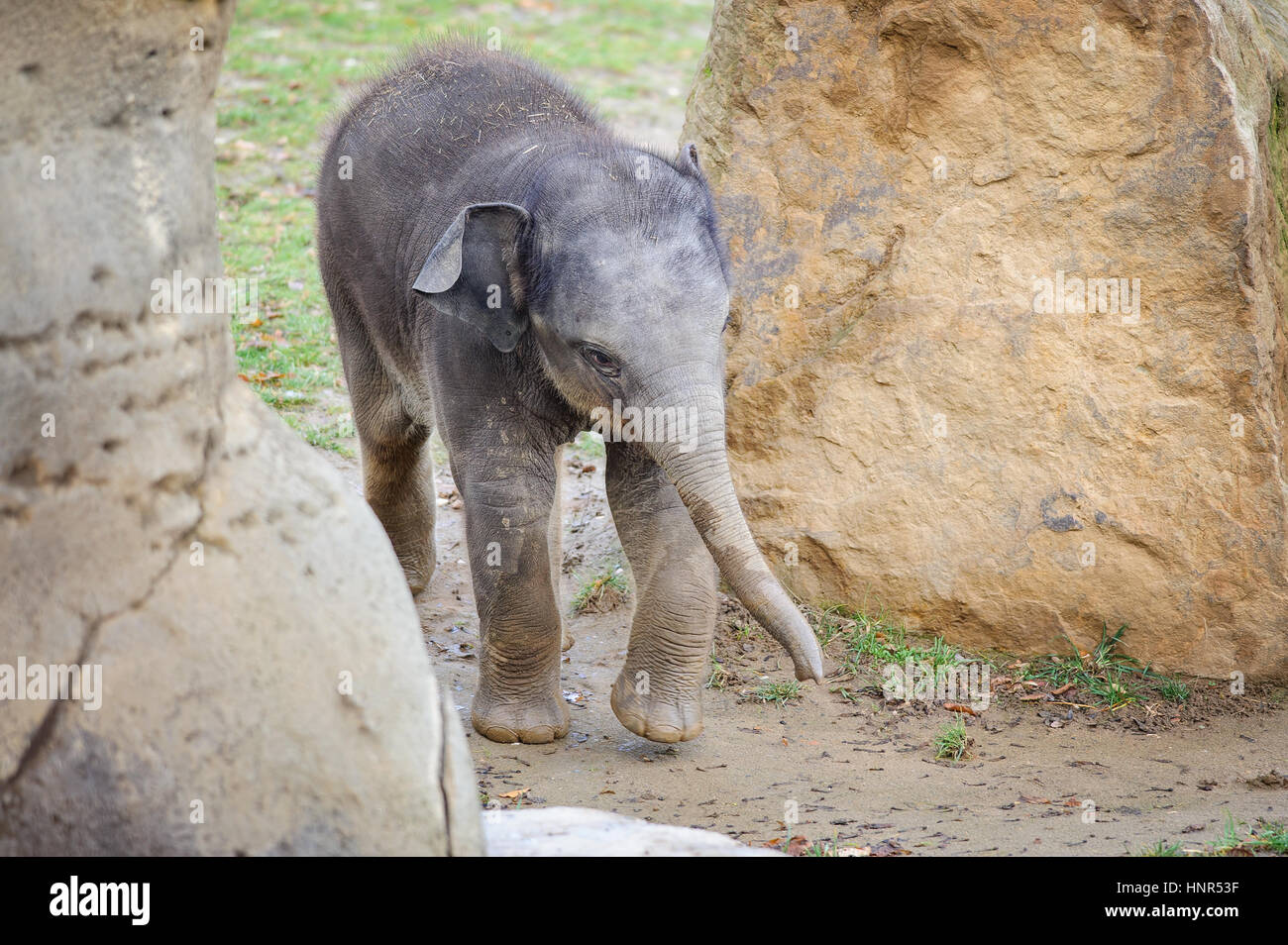 Baby Elephant Front View
