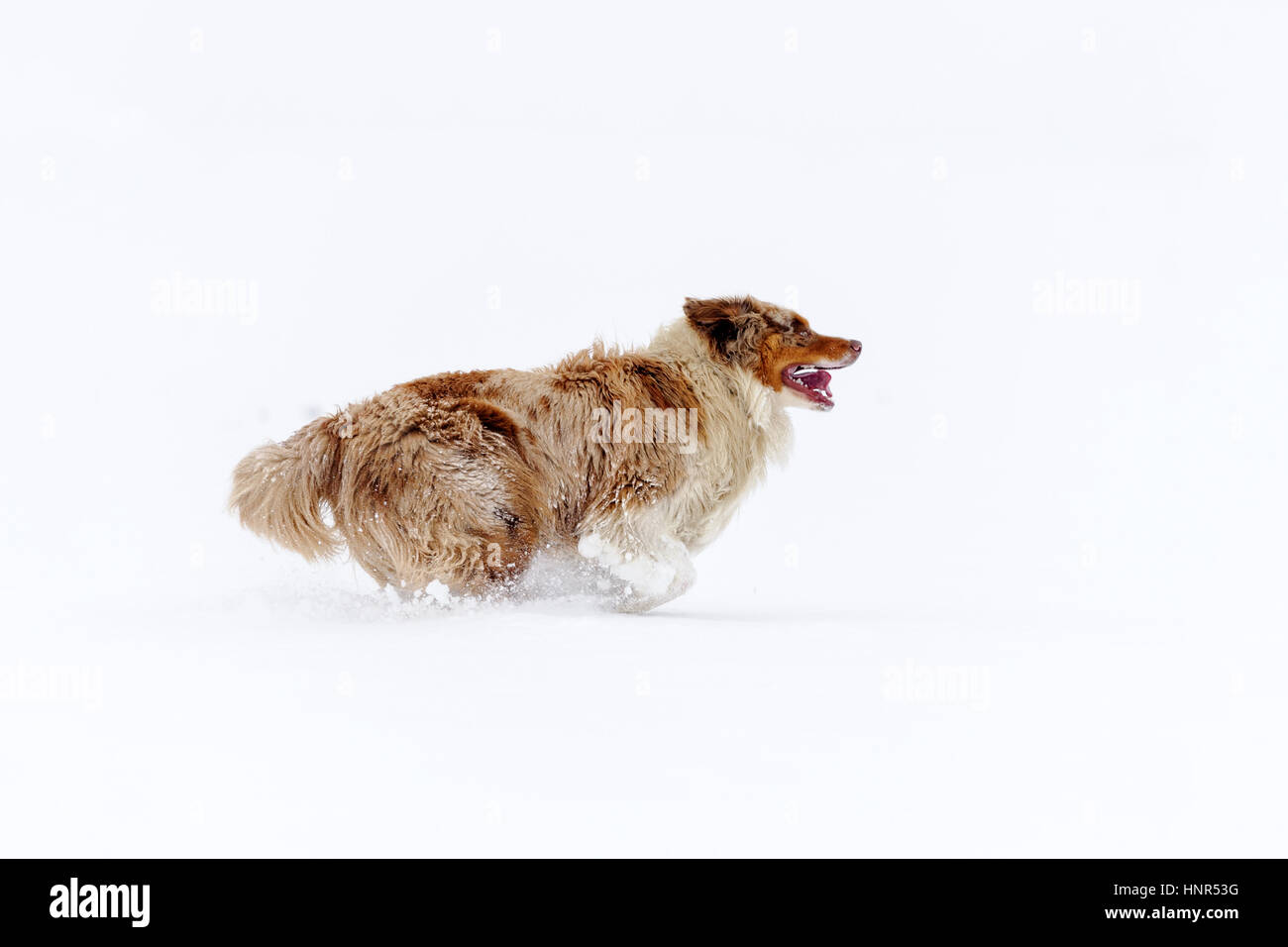 Canine in field Cut Out Stock Images & Pictures - Alamy