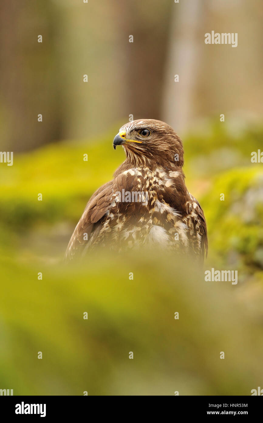 Majestic buzzard flying trees hi-res stock photography and images - Alamy