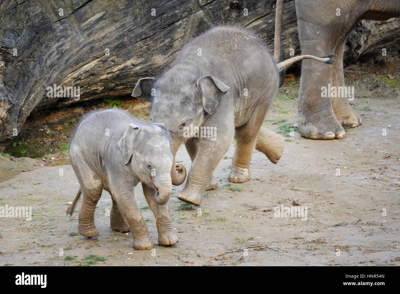 Cute baby elephants hi-res stock photography and images - Alamy