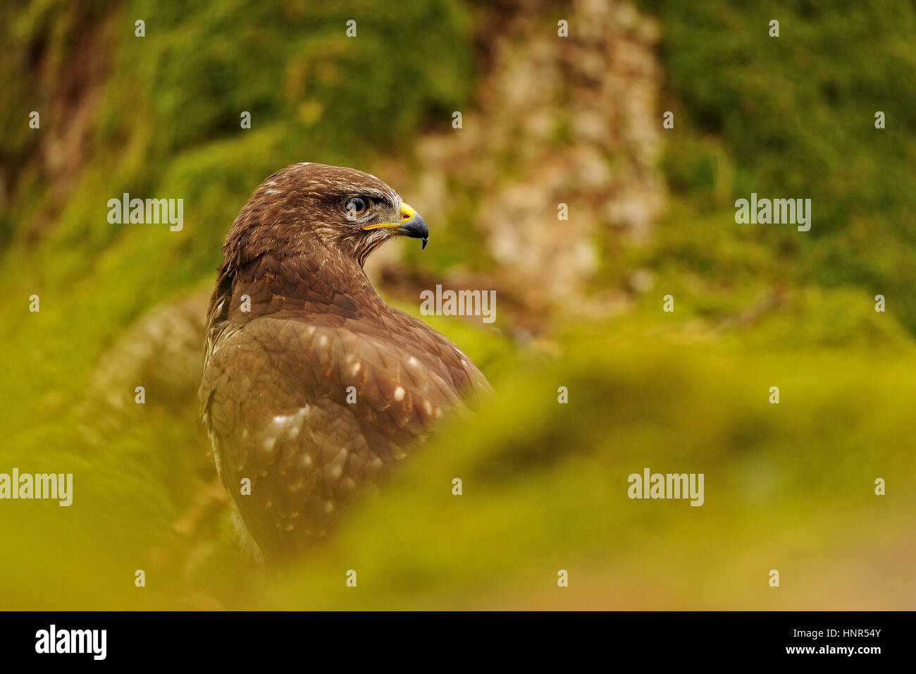 Majestic buzzard flying trees hi-res stock photography and images - Alamy