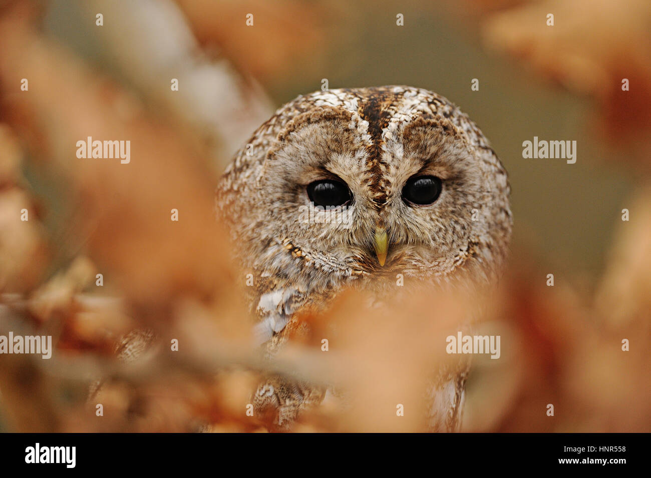 Owl hidden hi-res stock photography and images - Alamy