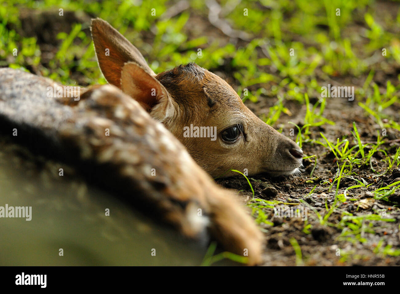 Baby Fallow Deer High Resolution Stock Photography and Images - Alamy