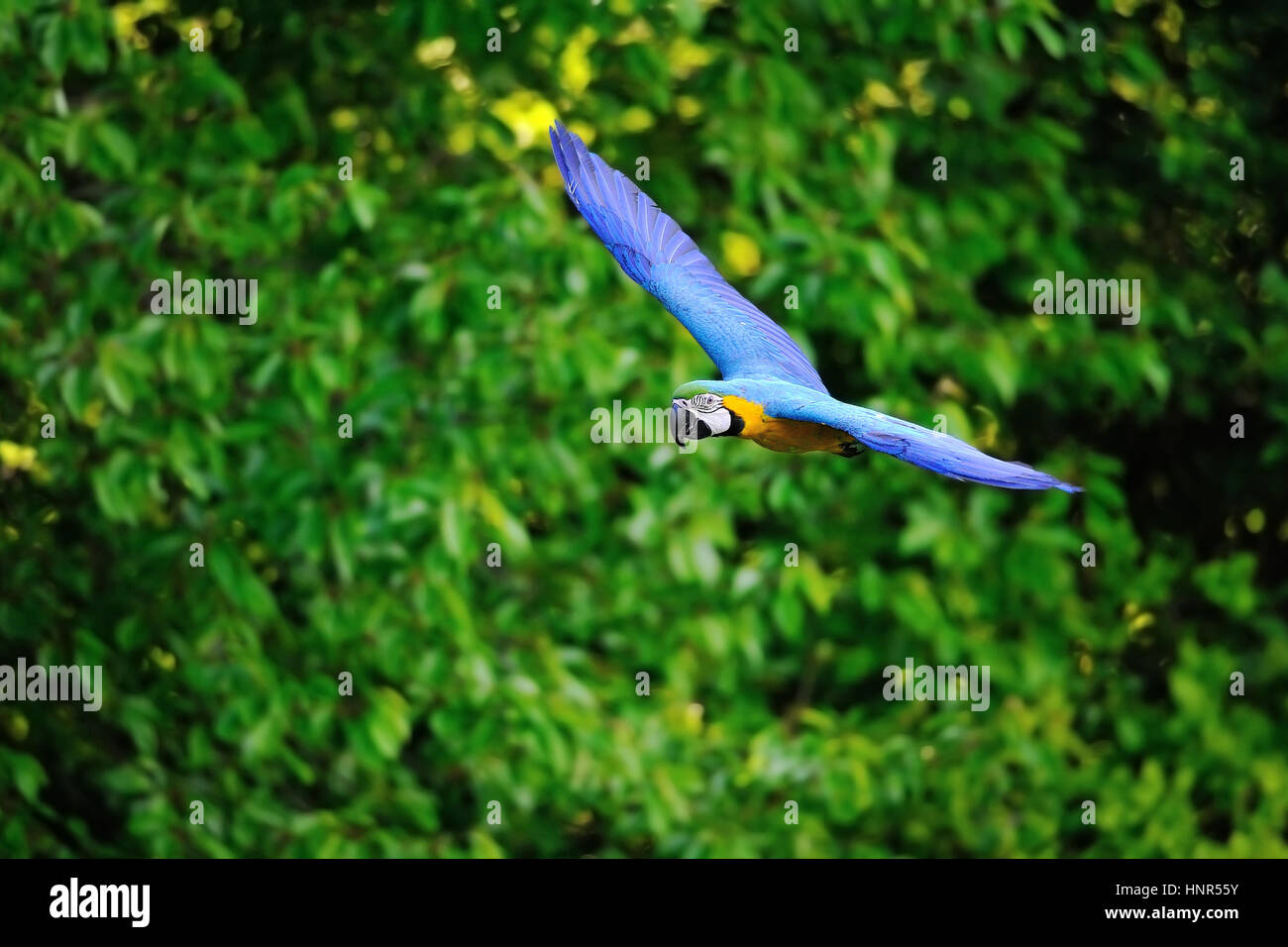 Flying blue-and-yellow Macaw- Ara ararauna from side Stock Photo - Alamy