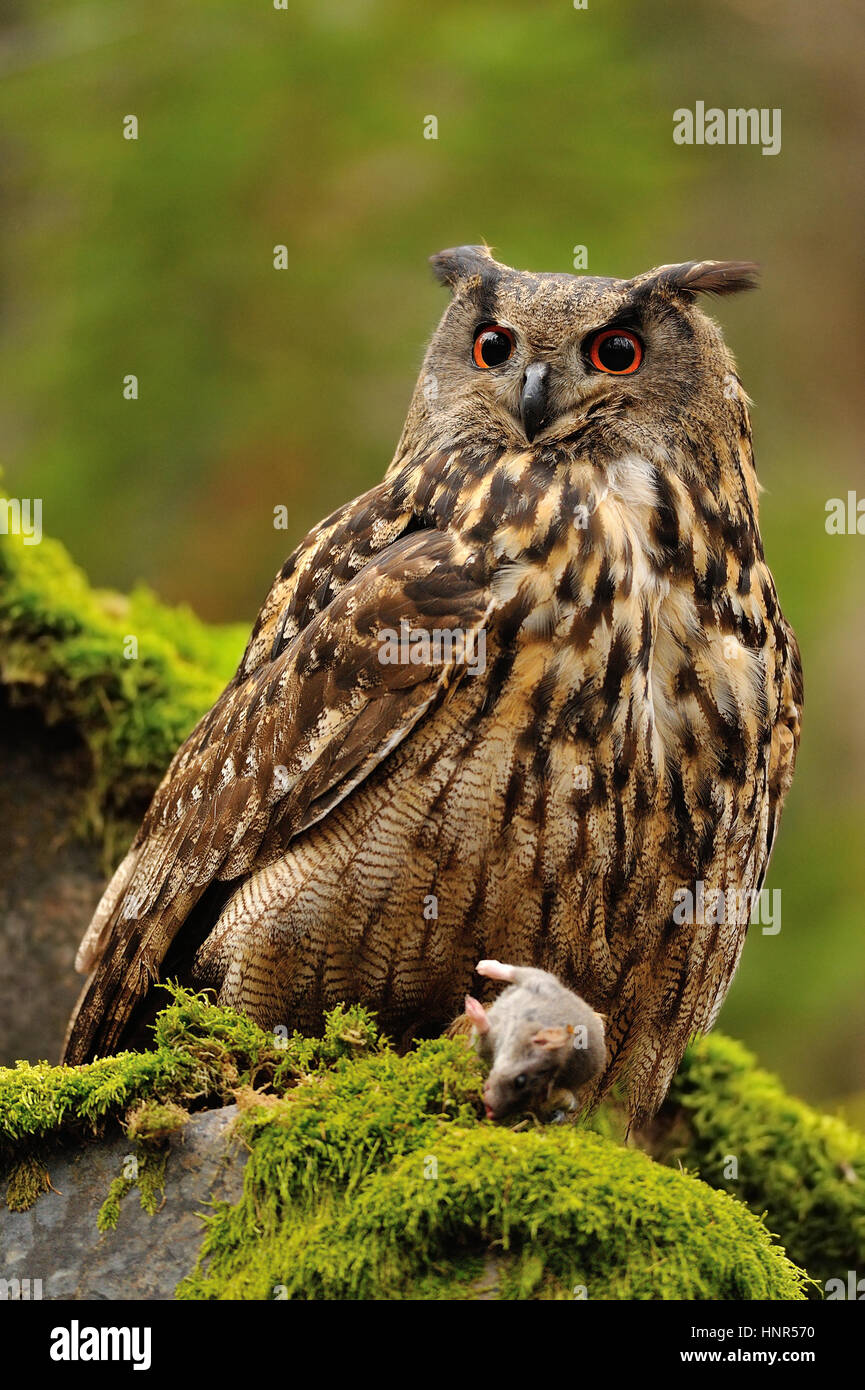 Eurasian Eagle Owl watching his hunt down mouse prey on moss rock Stock ...