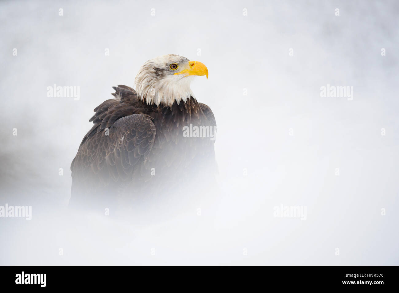Bald eagle flying around hi-res stock photography and images - Alamy