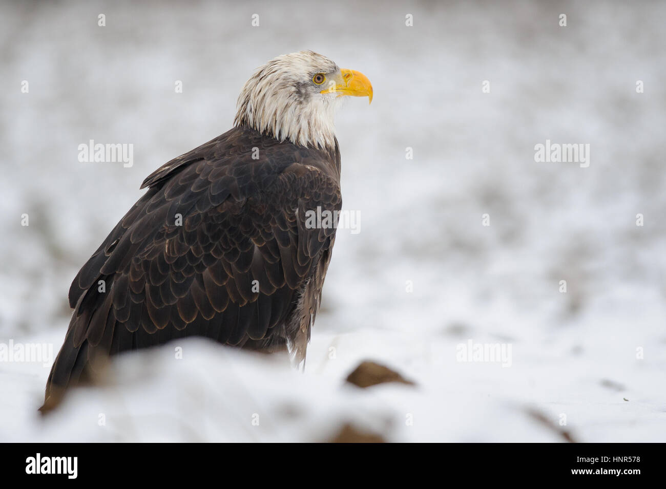 Bald eagle flying in snow hi-res stock photography and images - Alamy