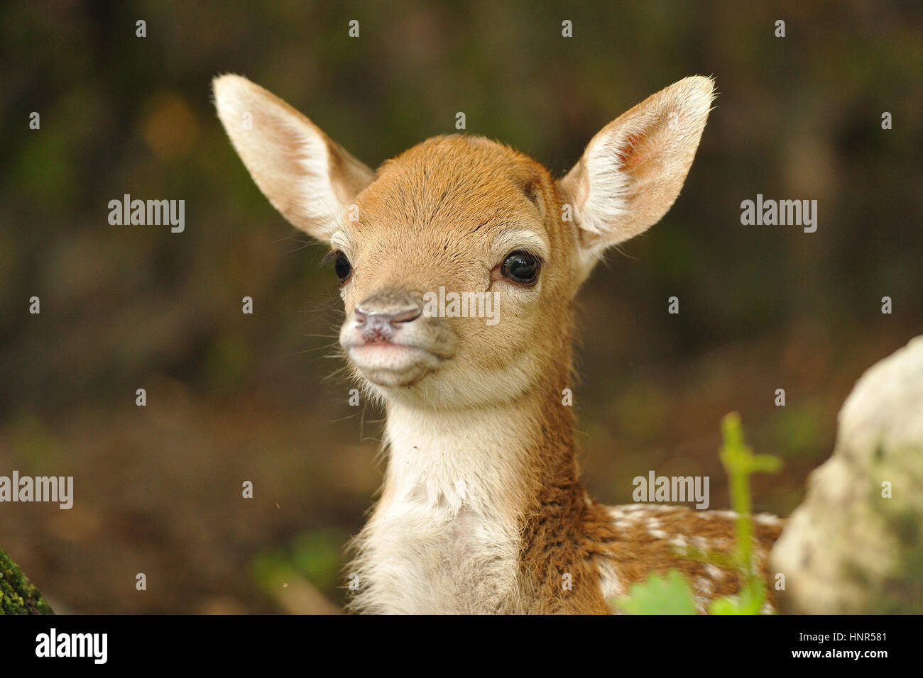 Young deer born hi-res stock photography and images - Alamy