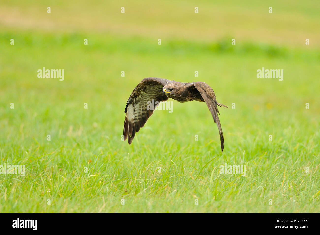 Flying Common Buzzard above field with green grass Stock Photo - Alamy