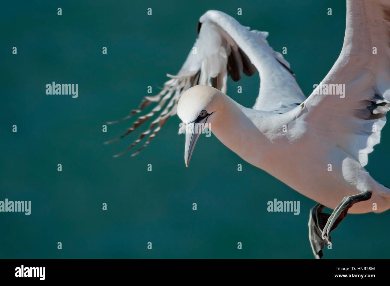 Flying Northern Gannet on the greenish blue background Stock Photo - Alamy
