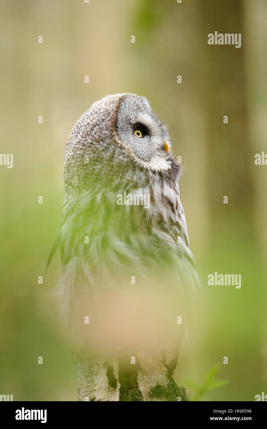 Great grey owl in the winter forest Stock Photo - Alamy