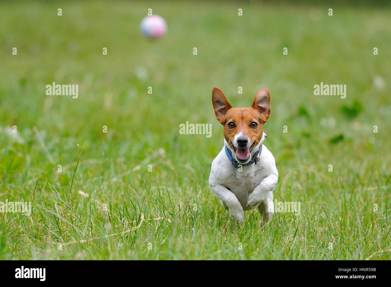 Running jack russell terrier for thrown ball aport Stock Photo - Alamy