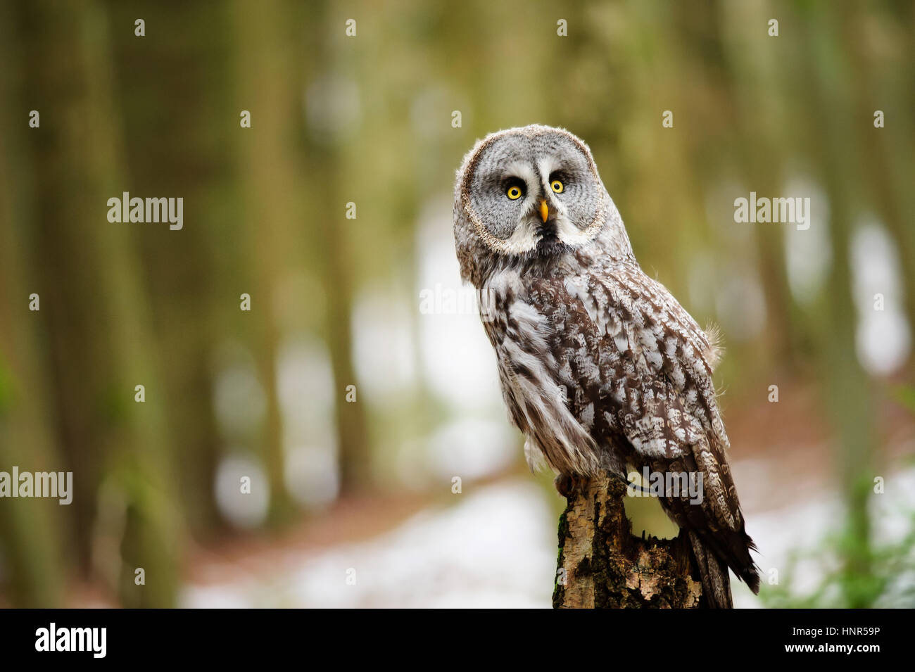Great grey owl in the winter forest Stock Photo - Alamy