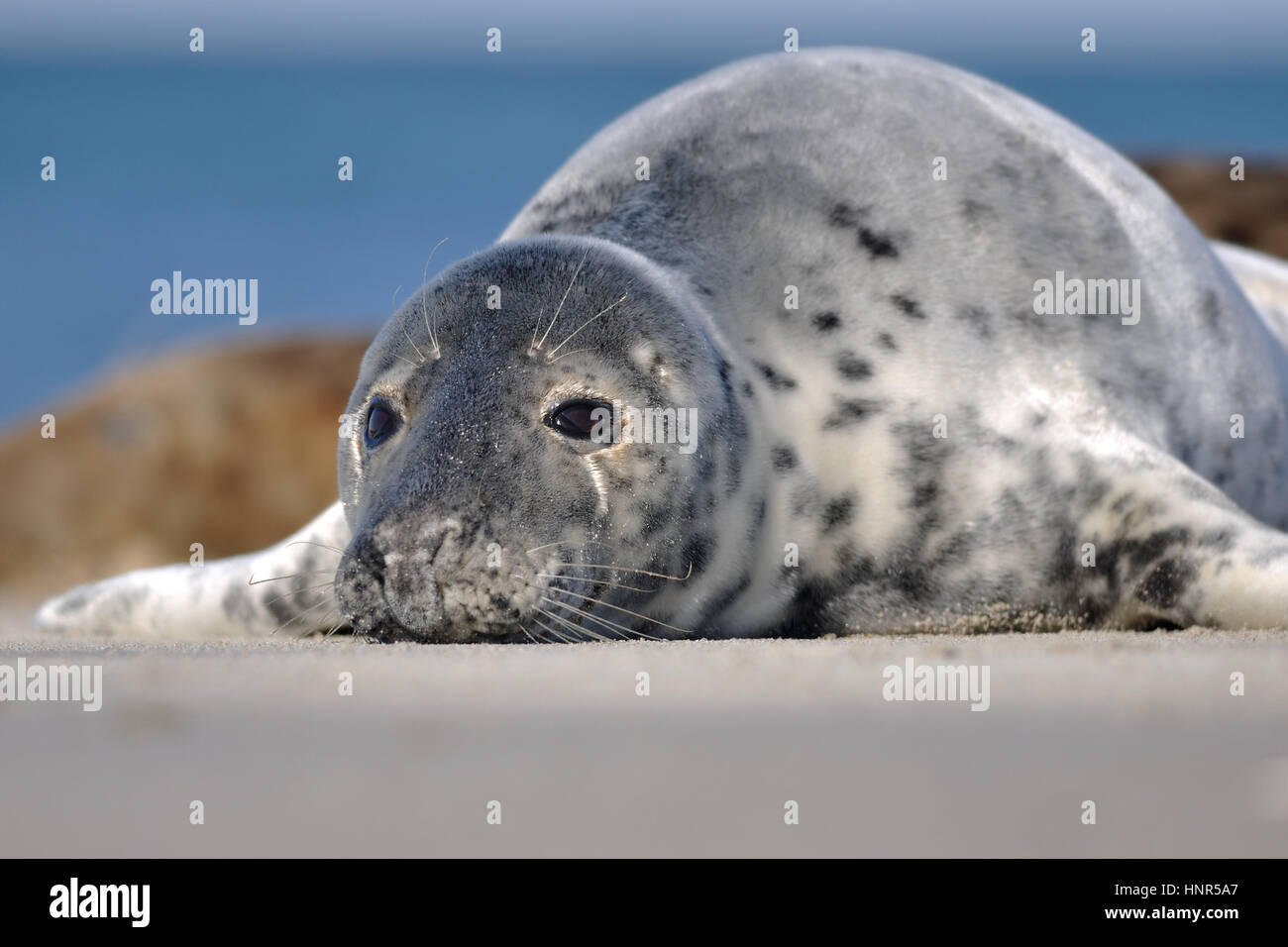 Closeup harbor seal face on the sandy beach Stock Photo - Alamy