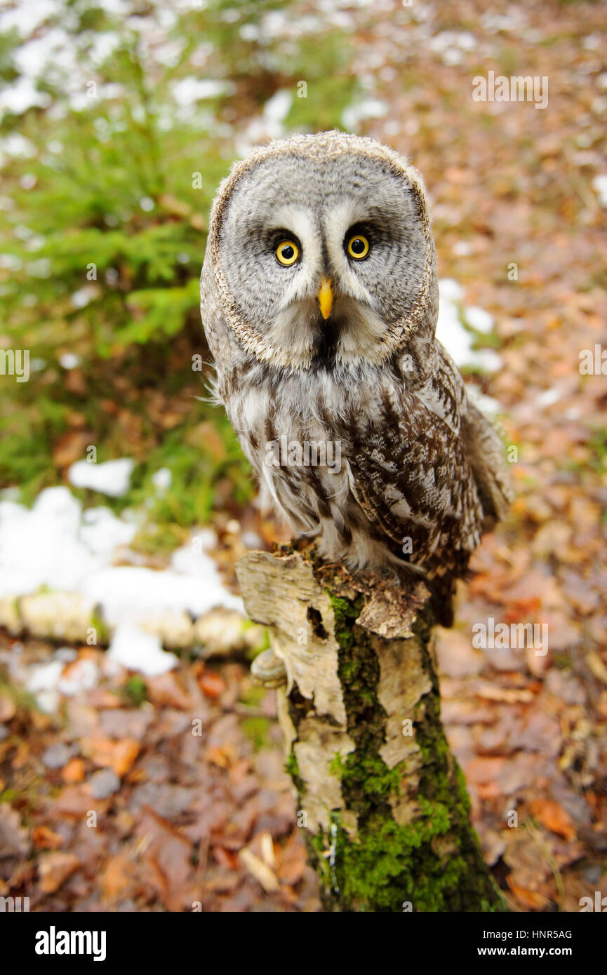 Great grey owl in the winter forest Stock Photo - Alamy