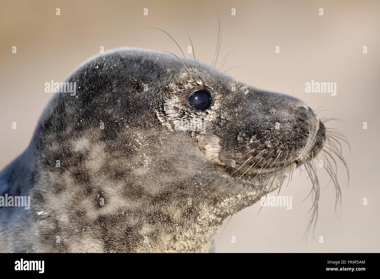 Closeup harbor seal face on the sandy beach Stock Photo - Alamy
