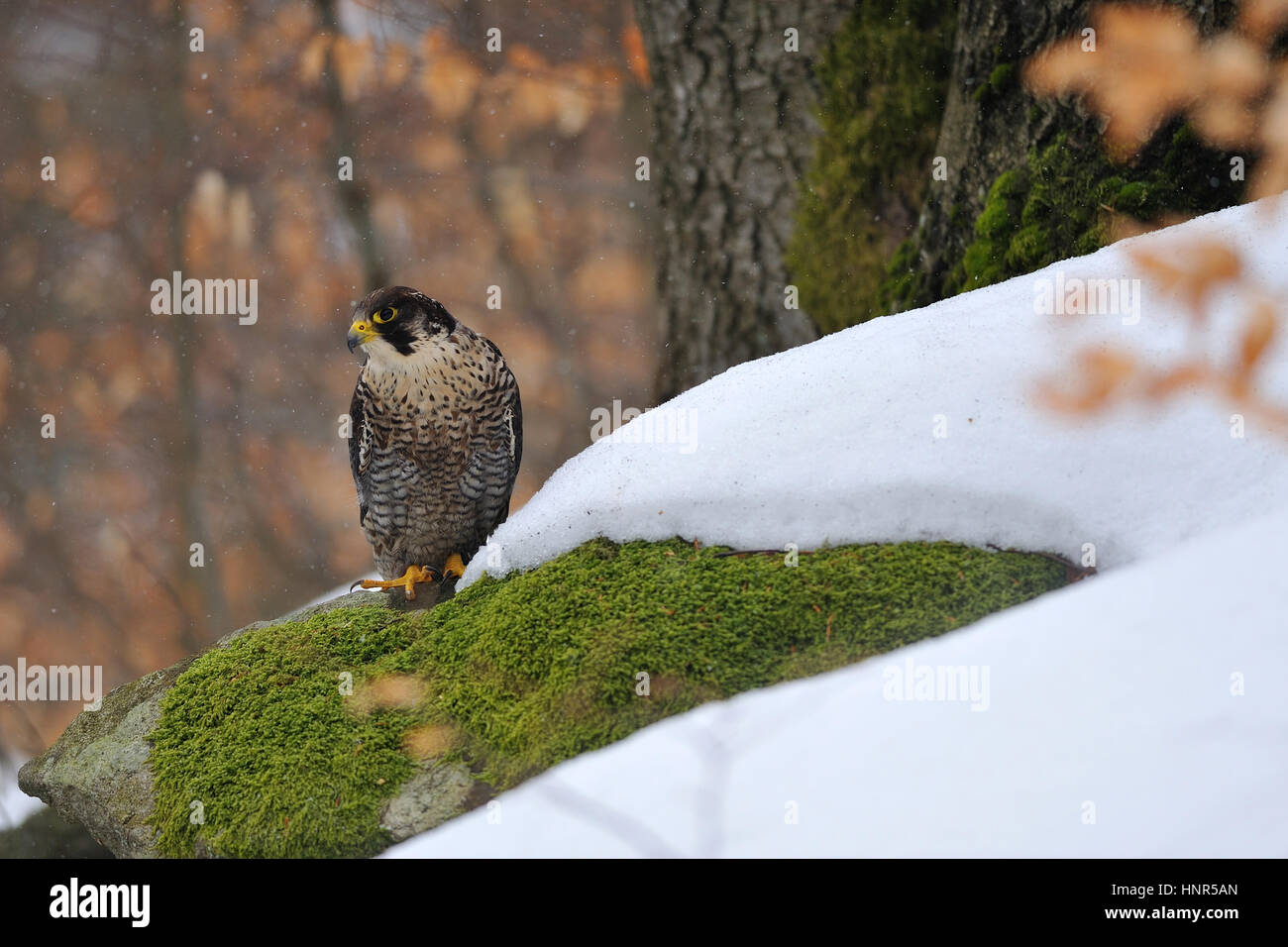 Peregrine falcon in tree hi-res stock photography and images - Alamy