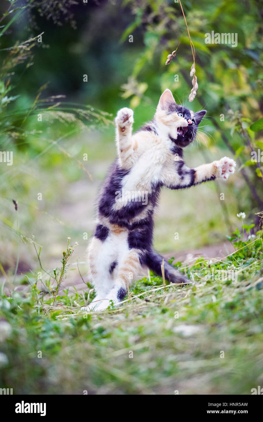 Multicoloured cute kitty jump in a game on the garden Stock Photo - Alamy