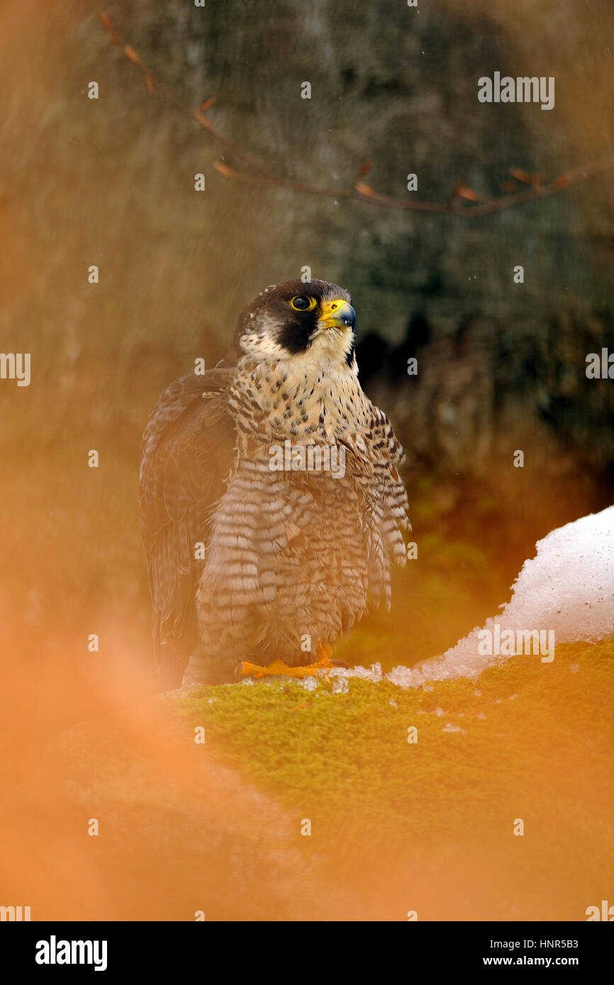 Peregrine falcon in tree hi-res stock photography and images - Alamy