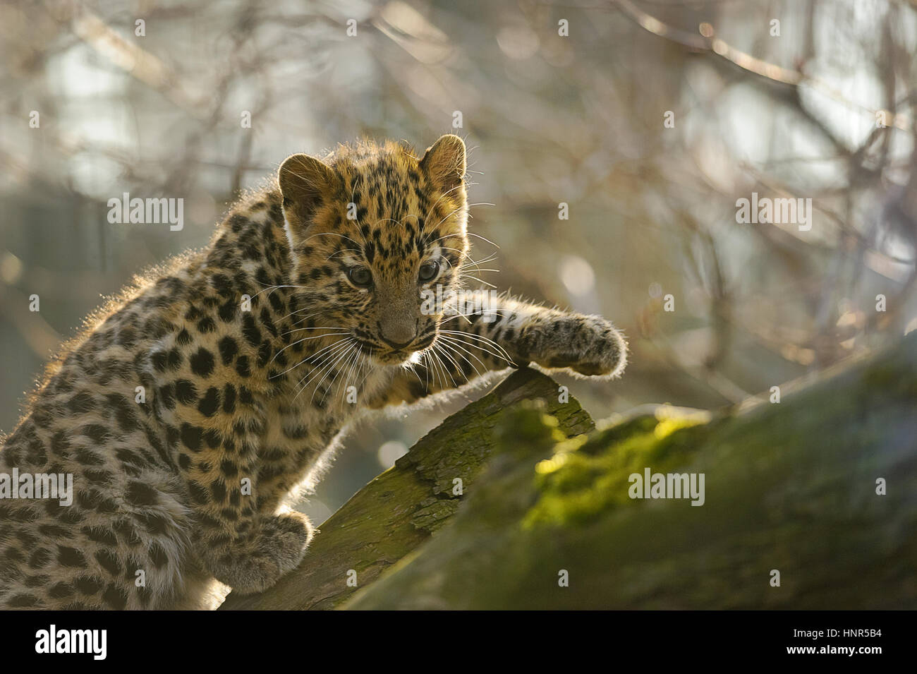 Leopard walking on tree hi-res stock photography and images - Alamy