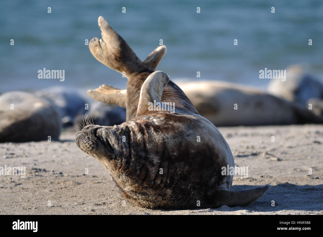 Stretching harbor seal on the sandy beach Stock Photo - Alamy