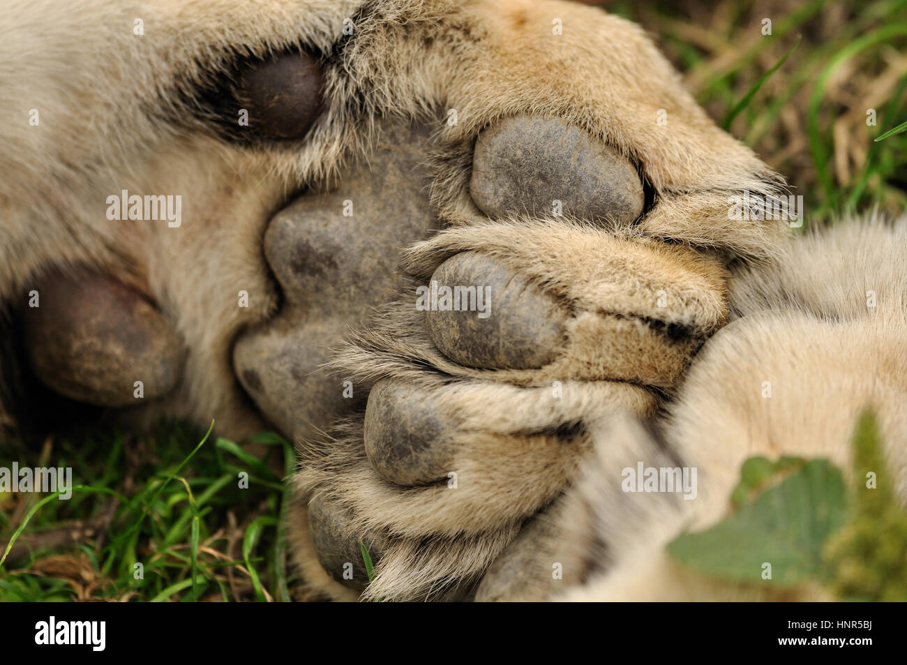 Lion Pads High Resolution Stock Photography and Images - Alamy