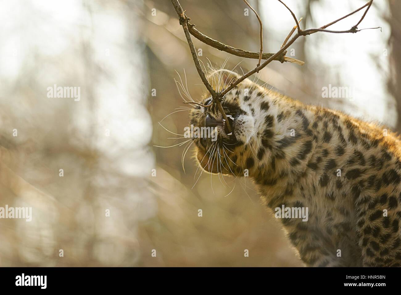 Amur leopard cub in game and bite tree branch Stock Photo - Alamy