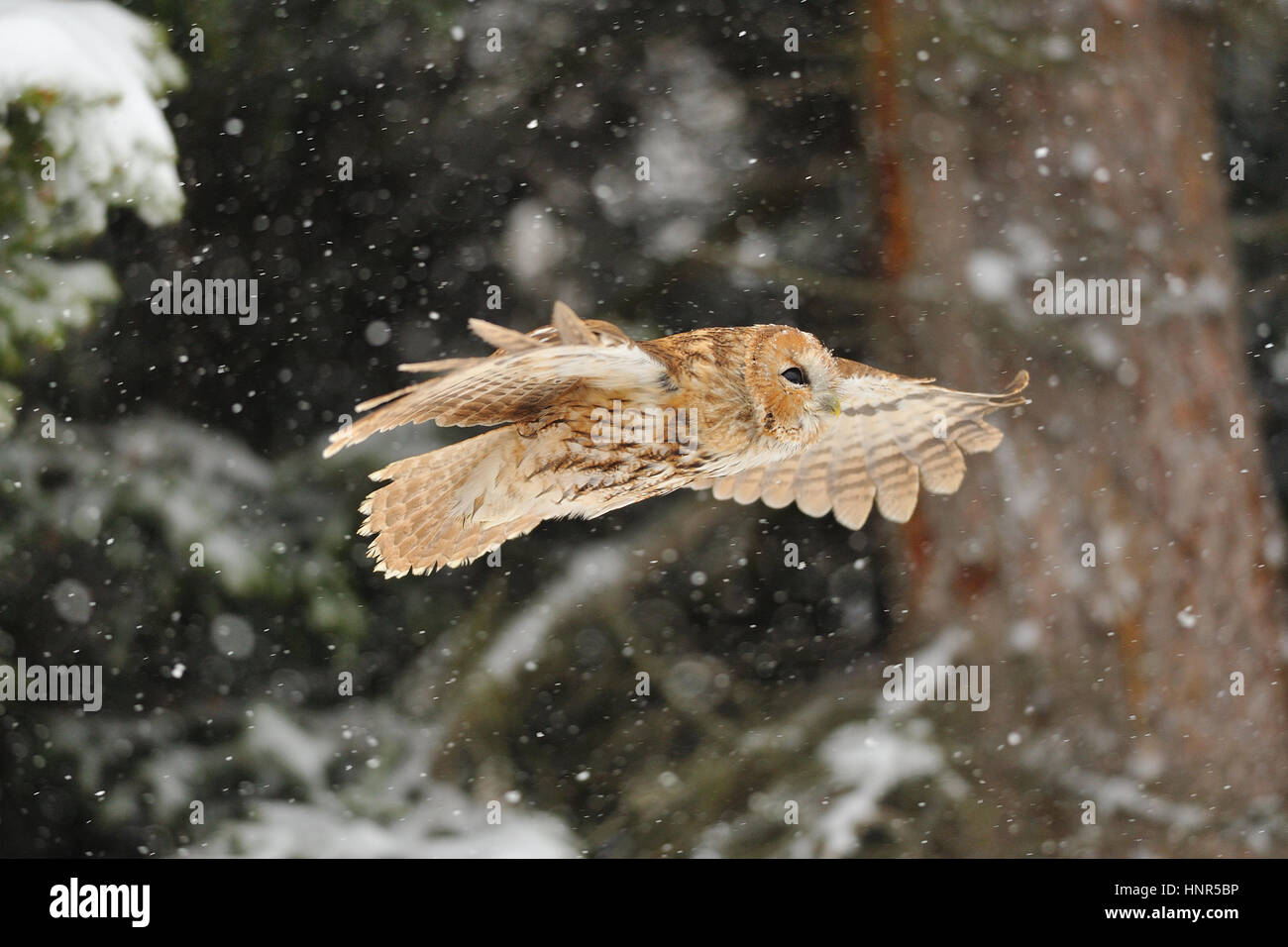 Flying tawny owl hi-res stock photography and images - Alamy