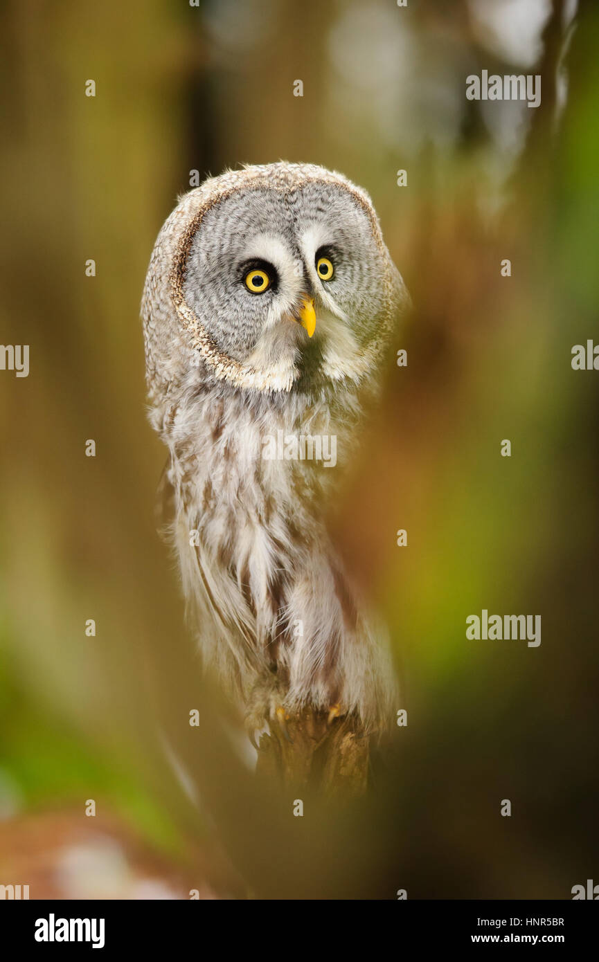Little owl winter nature background hi-res stock photography and images ...