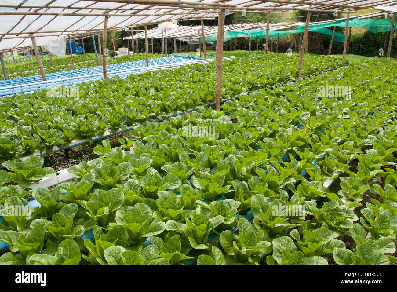 Beautufull vegetables hydro garden Stock Photo - Alamy