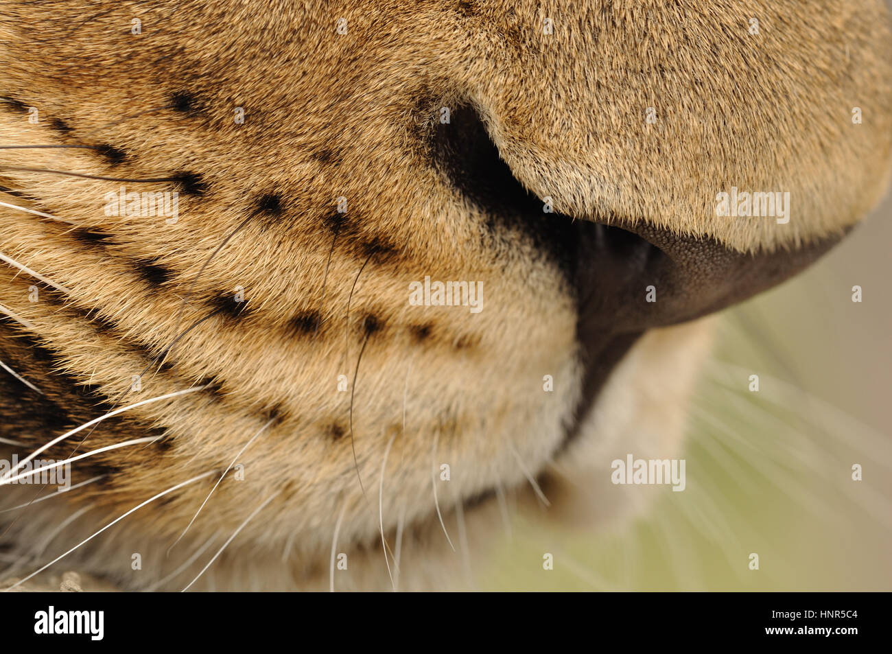 Detail view on lion muzzle Stock Photo - Alamy