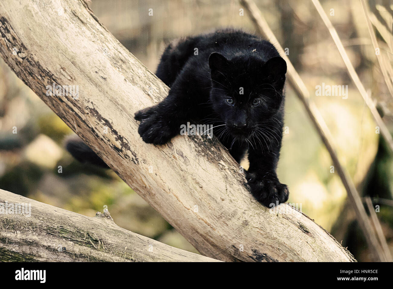 Black leopard cub hi-res stock photography and images - Alamy