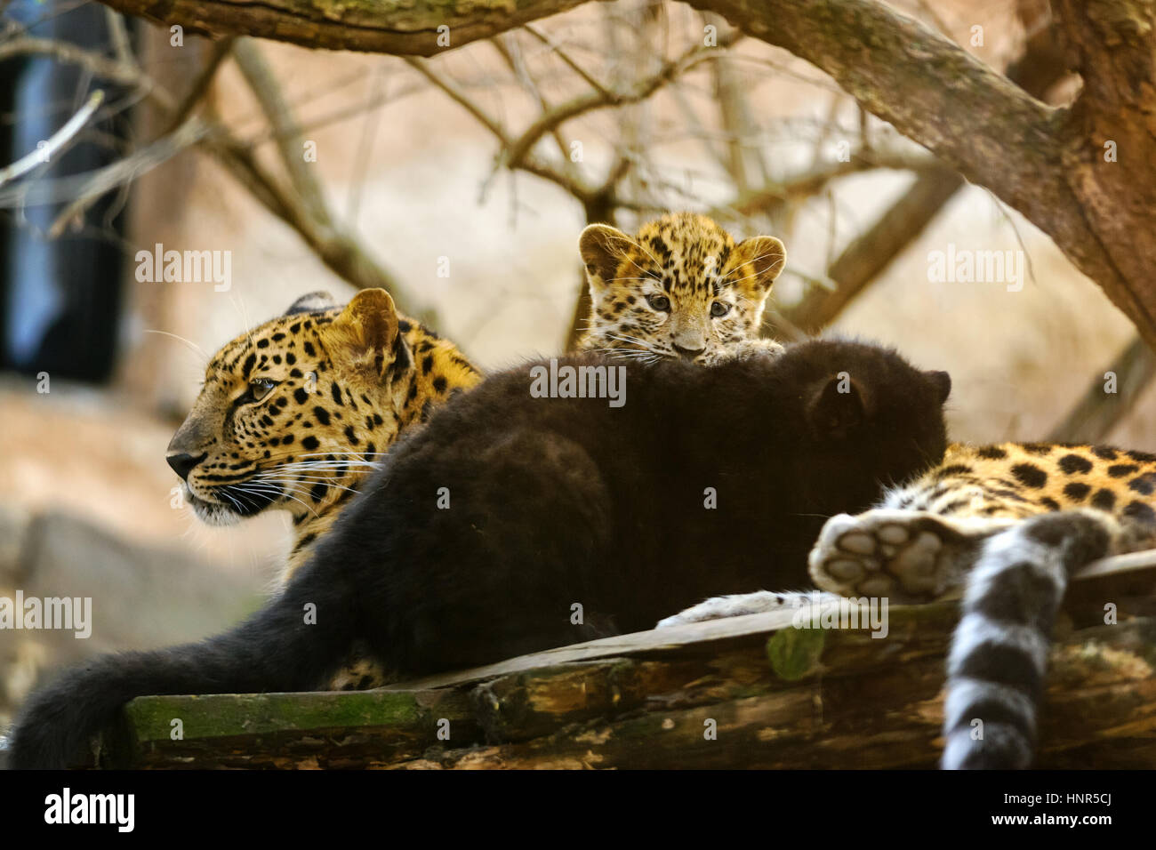 Amur Leopard Cubs And Mother