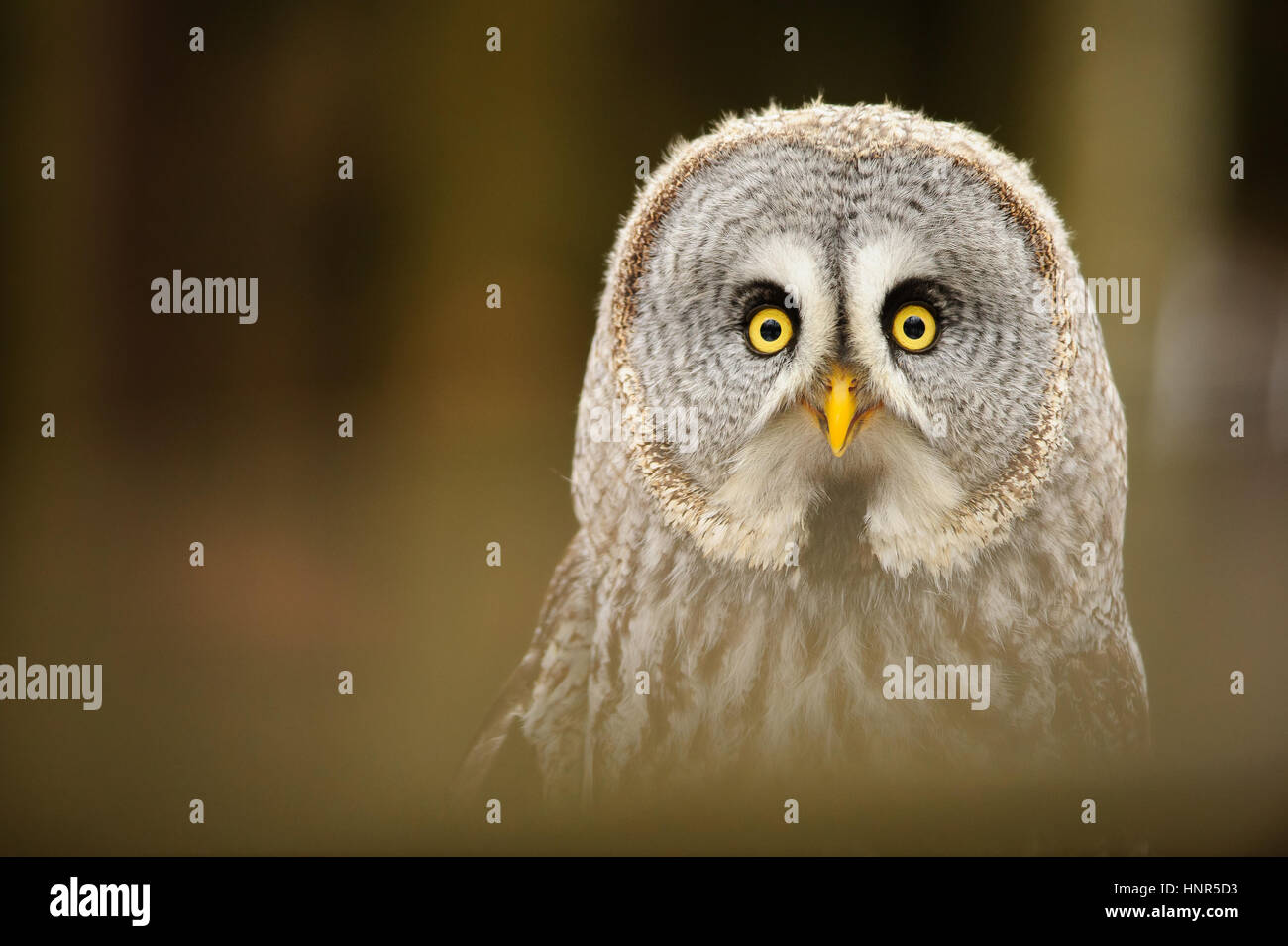 Great grey owl portrait in the winter forest Stock Photo - Alamy