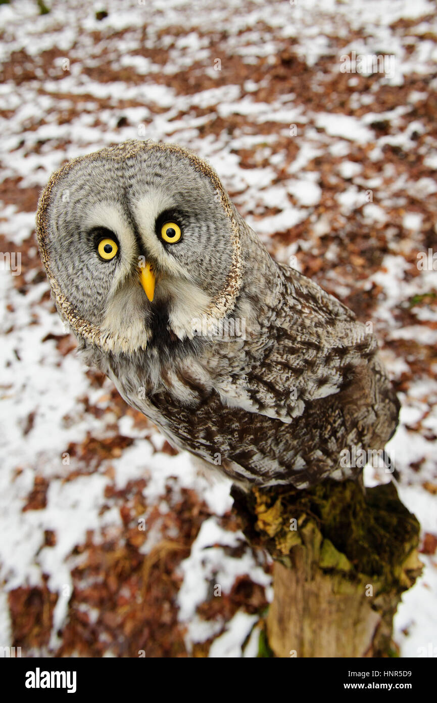 Curious Great grey owl in the winter forest Stock Photo - Alamy