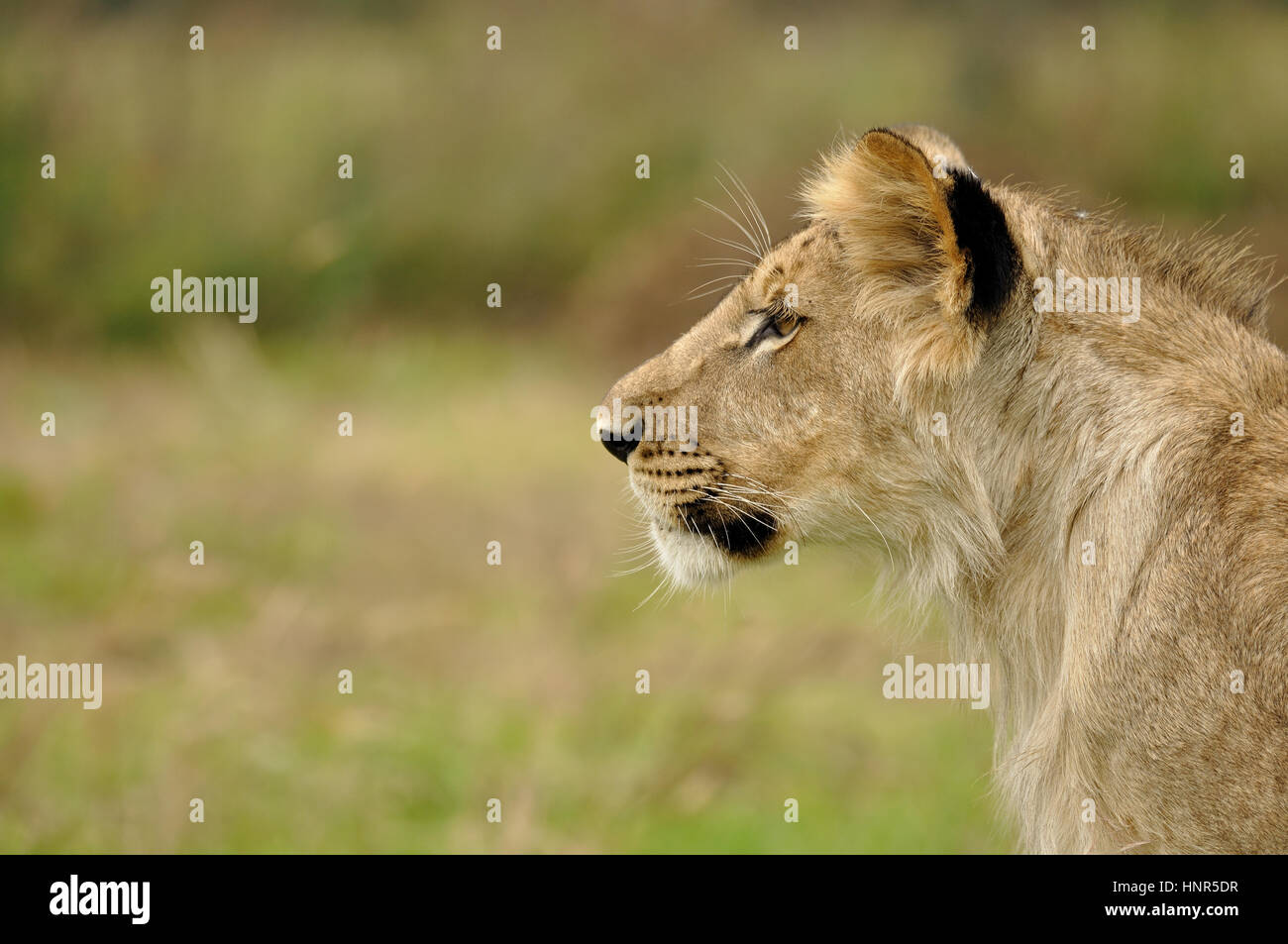 Lion cub profile hi-res stock photography and images - Alamy