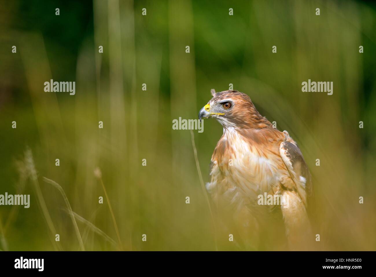 Red-tailed Hawk standing on the ground in the high grass Stock Photo ...