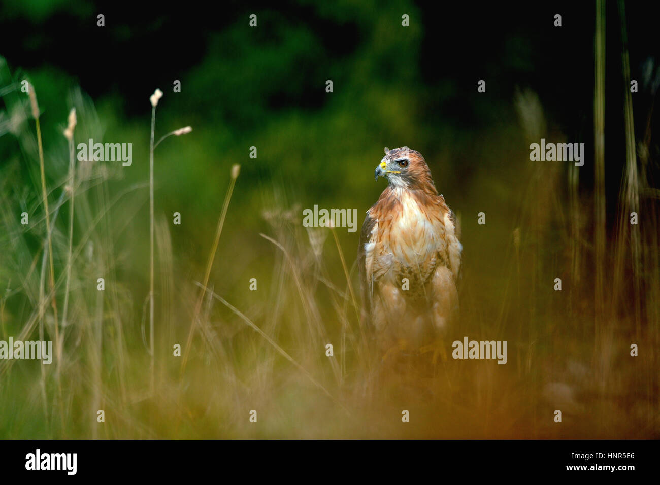 Red-tailed Hawk standing on the ground in the high grass Stock Photo ...