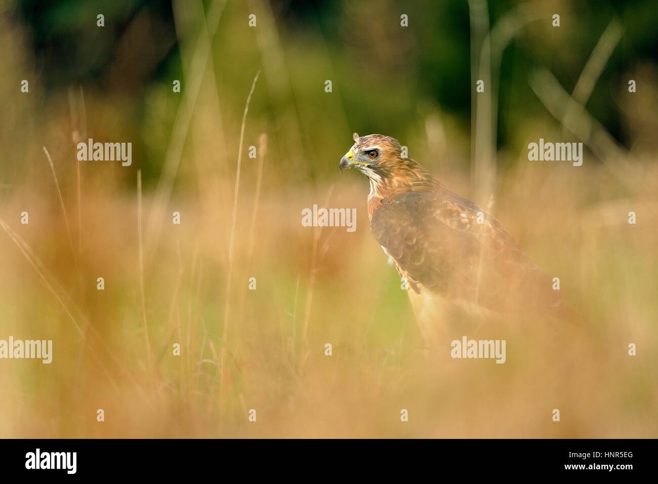 Red-tailed Hawk standing on the ground in the high grass Stock Photo ...