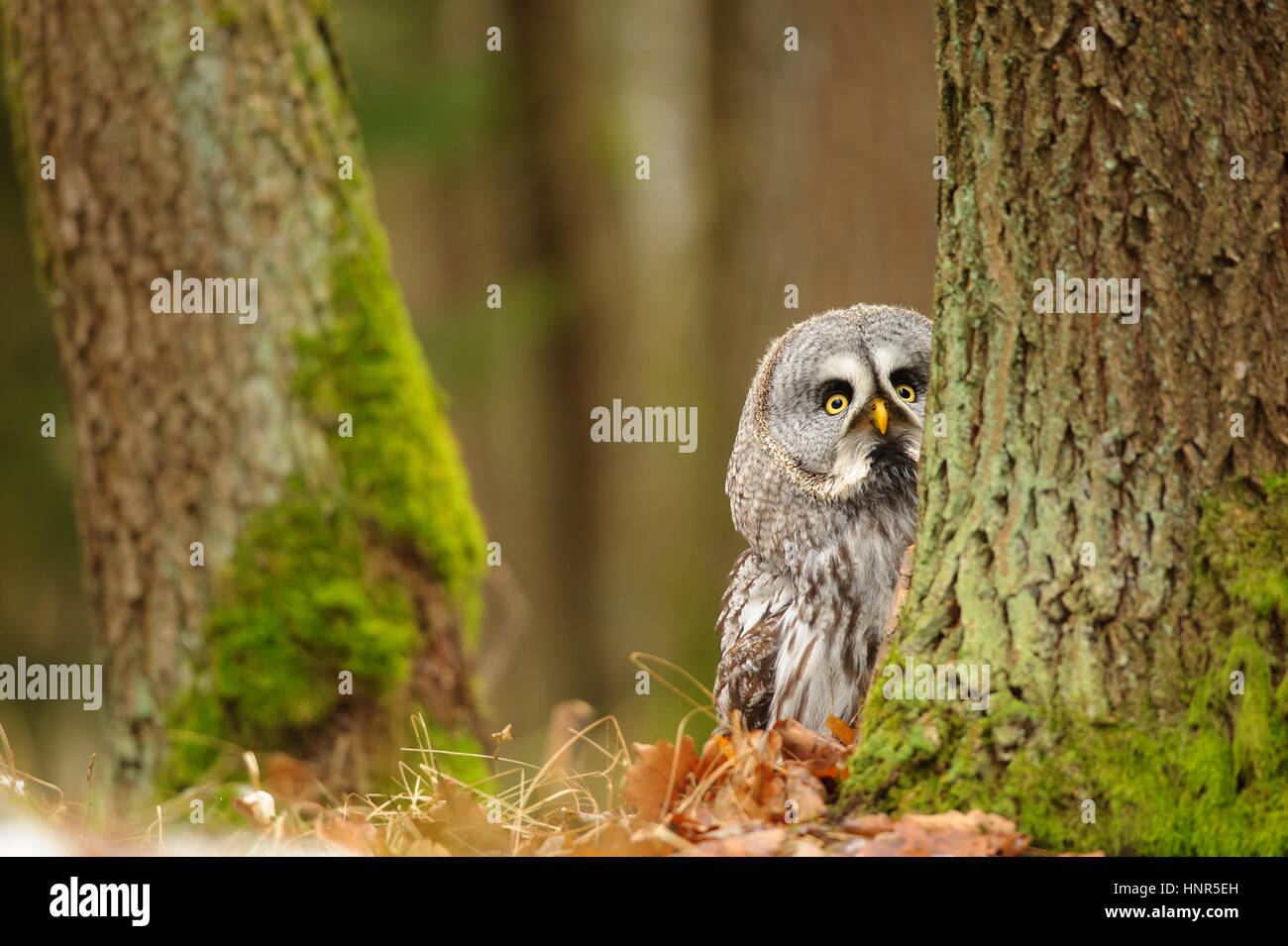 Curious Great grey owl in the winter forest Stock Photo - Alamy