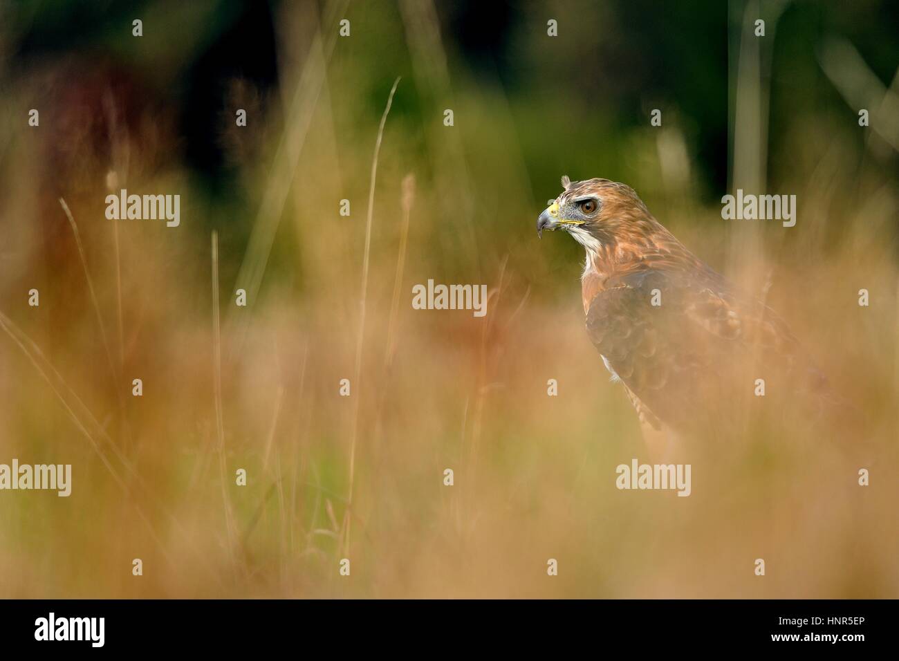 Red grass hawk hi-res stock photography and images - Alamy