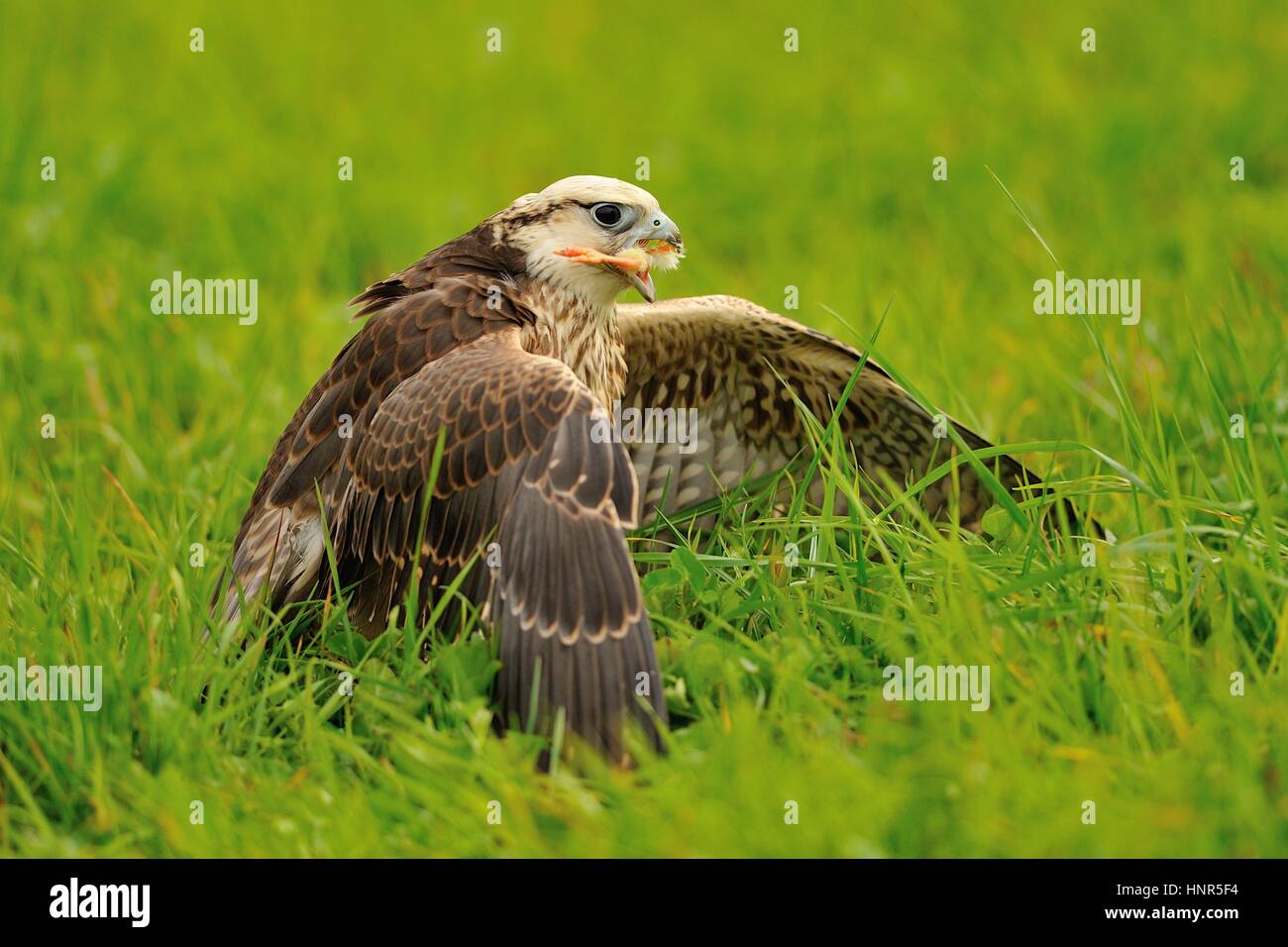 Eating Lanner Falcon on the green ground with prey in beak Stock Photo ...
